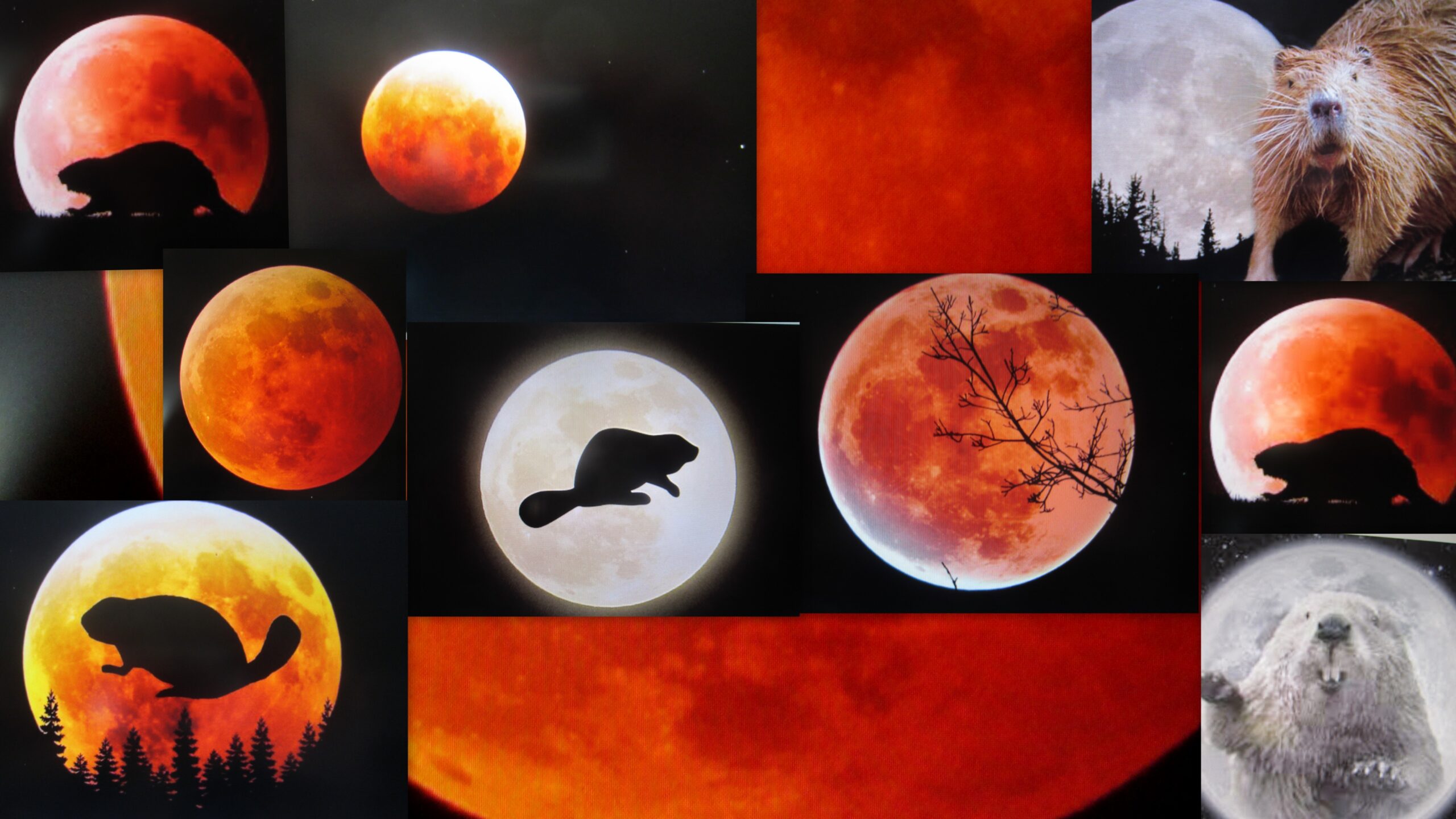  THE BEAVER BLOOD FULL MOON Louis Dell Olio